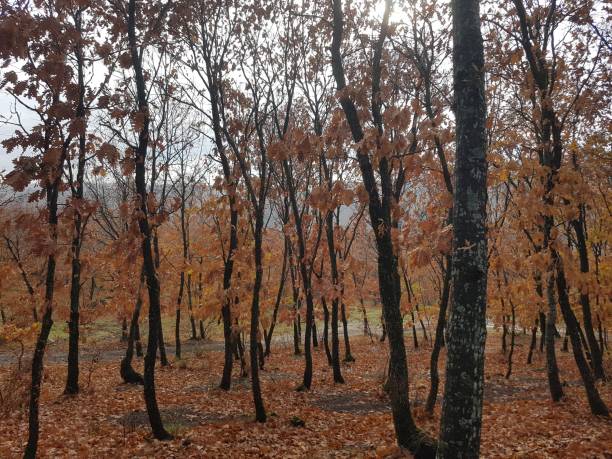 Dry Forest Pictures | Download Free Images on Unsplash