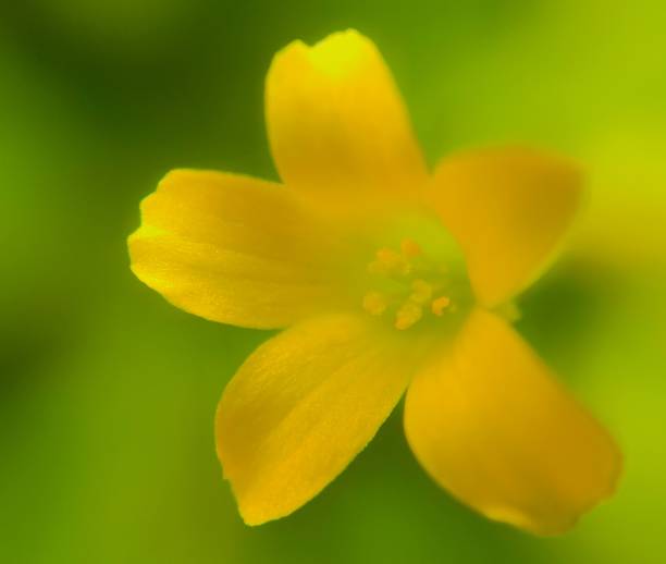 Free picture: insect, pistil, yellow, plant, flower, summer, nature ...