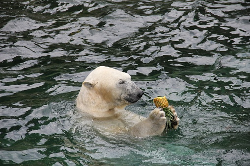 Cute Icebear Swimming In The Water Stock Photo - Download Image Now ... Cute Icebear Swimming In The Water Stock Photo - Download Image Now ...