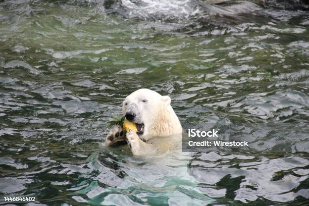 Cute Icebear Swimming In The Water Stock Photo - Download Image Now ... Cute Icebear Swimming In The Water Stock Photo - Download Image Now ...