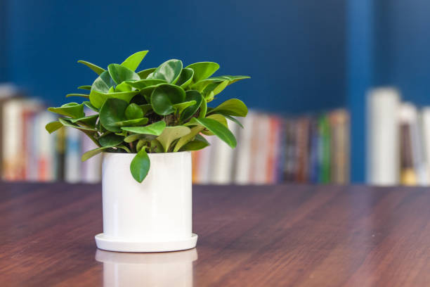 Free Stock Photo of Potted plant labeled EXCHANGE in office | Download ...