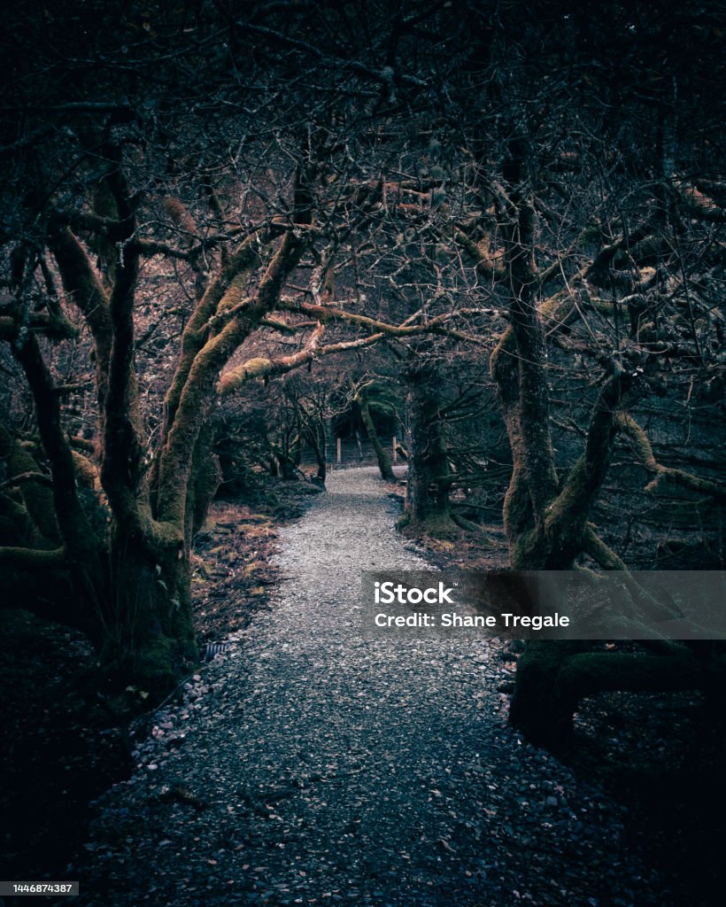 Creepy Tunnel Of Trees Stock Photo - Download Image Now - Color Image ... Creepy Tunnel Of Trees Stock Photo - Download Image Now - Color Image ...