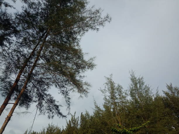Free picture: Trees bending on strong wind in woodland