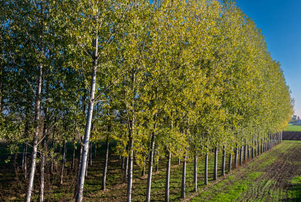 Free picture: poplar, trees, yellowish brown, park, tree, nature, leaf ...