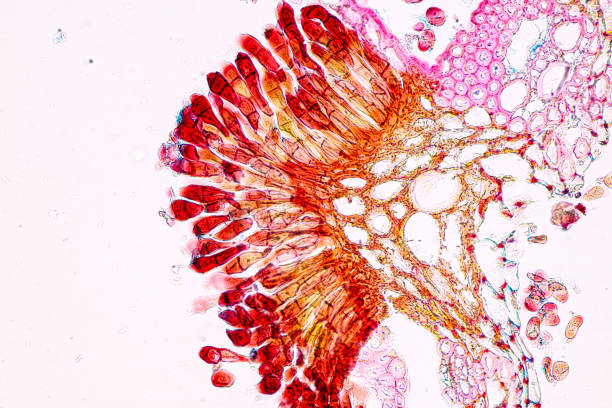 Mycelium Pictures | Download Free Images on Unsplash