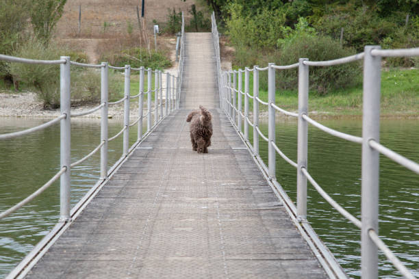 Free Stock Photo of Happy dog running across the hanging bridge ...