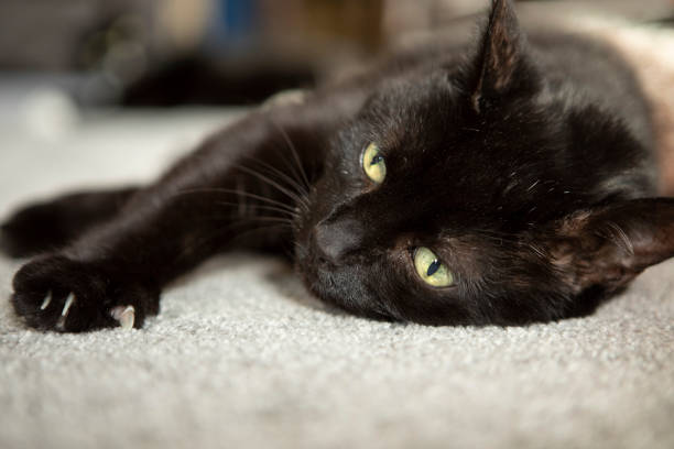 Free picture: fur, paw, claw, black cat