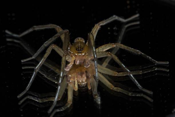 Diving Bell Spider Pictures | Download Free Images on Unsplash
