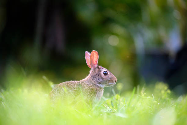 Free picture: wild rabbit, grass, nature, field, lawn, outdoor, animal
