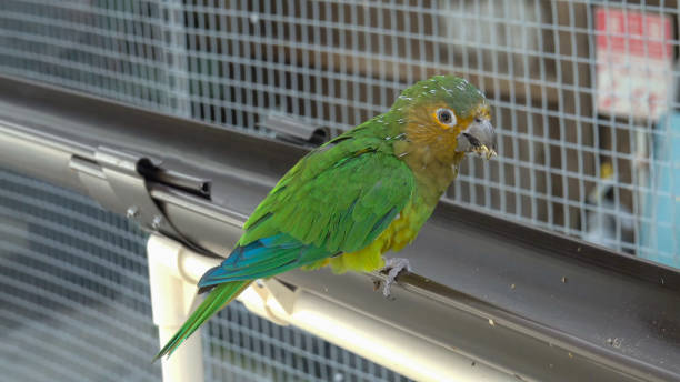 Free picture: Brown-throated parakeet birds (Eupsittula pertinax ...