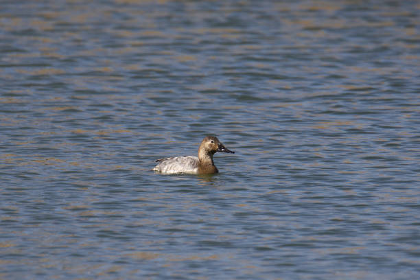 Free picture: canvasback, hen, duck
