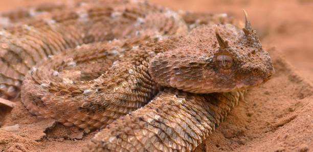 Free Stock Photo of viper horned viper snake rattlesnake sidewinder ...