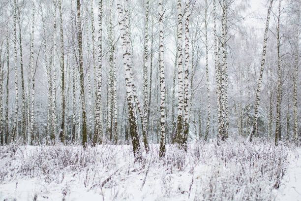 Free picture: perspective, trees, forest path, high, tree, birch ...