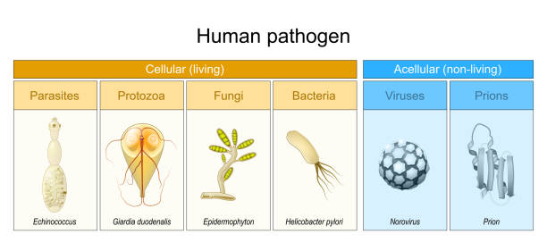 10+ Prion Disease Illustrations, Royalty-Free Vector Graphics & Clip ... 10+ Prion Disease Illustrations, Royalty-Free Vector Graphics & Clip ...