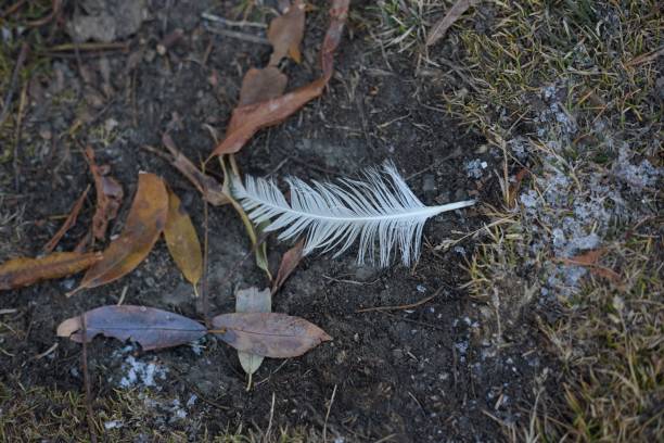 Free picture: White feather on the ground among dry pine leaves
