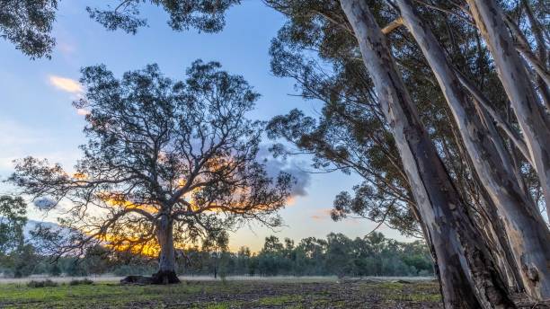 Gumtree Pictures | Download Free Images on Unsplash