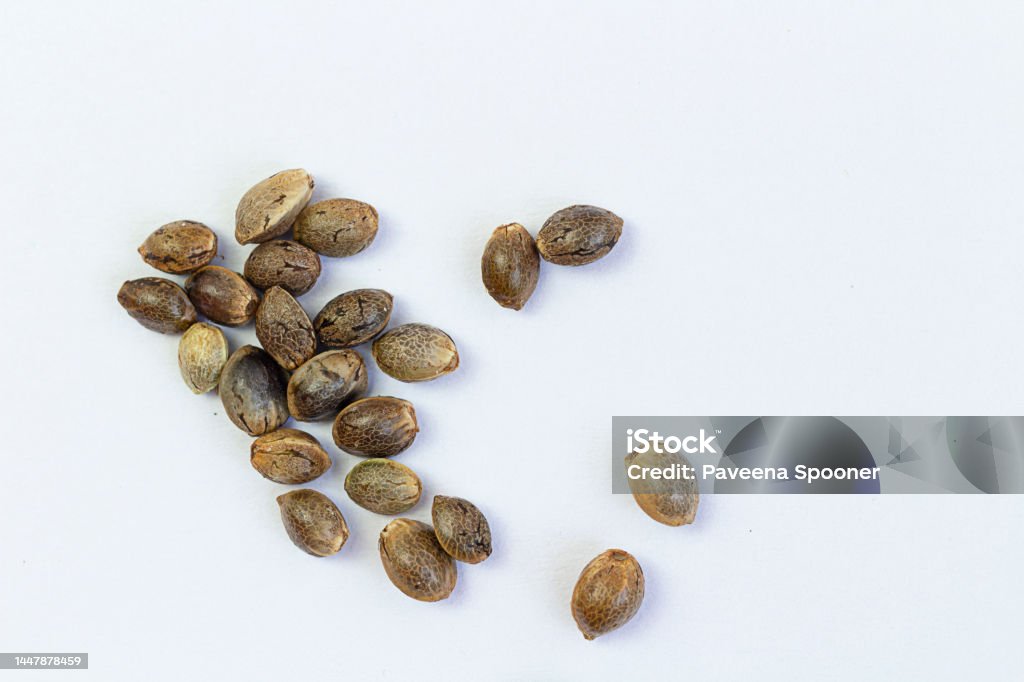Tutup Biji Ganja Dengan Latar Belakang Putih Biji Rami Untuk Penanaman