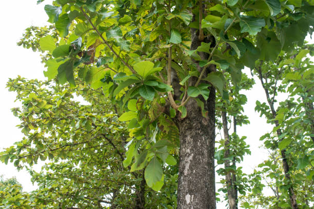 Tree Brunches Pictures | Download Free Images on Unsplash