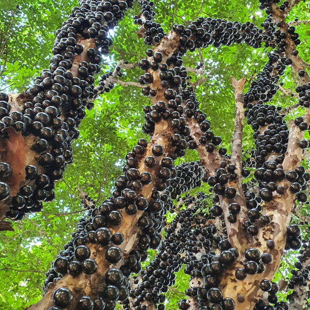 1 900 Jabuticaba Fotos Fotografías De Stock Fotos E Imágenes Libres