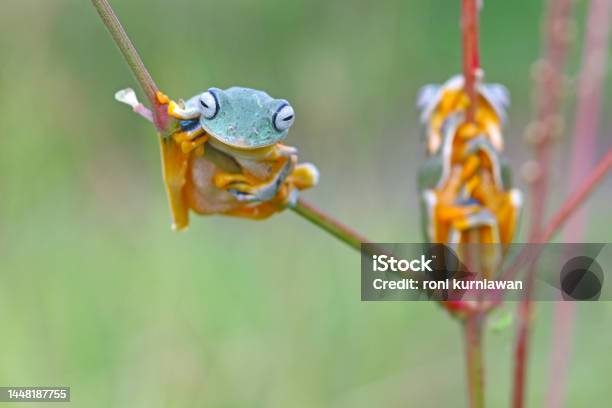 Katak Pohon Katak Terbang Wallace Di Pohon Indonesia Foto Stok Unduh