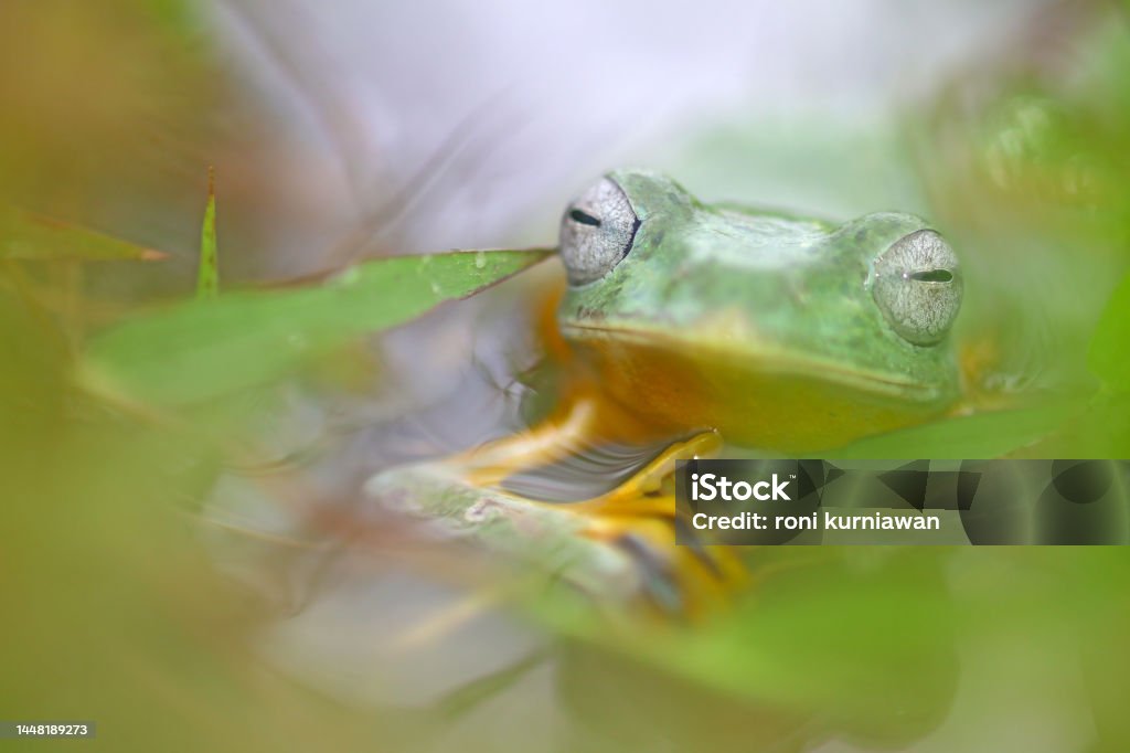 Katak Pohon Katak Terbang Wallace Di Pohon Indonesia Foto Stok Unduh