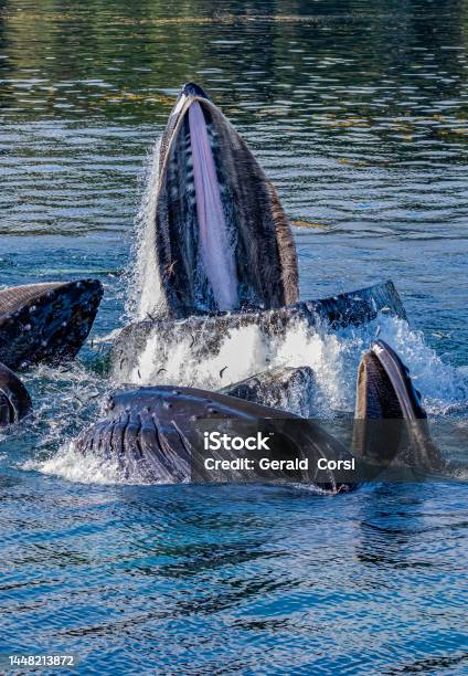 Photo libre de droit de La Baleine À Bosse Frederick Sound Alaska ... Photo libre de droit de La Baleine À Bosse Frederick Sound Alaska ...