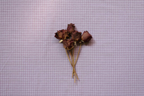 Free picture: flowers, bouquet, dry, still life, nostalgia, flower ...