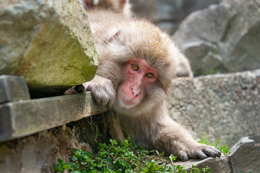 Scimmia Macaco Giapponese Che Fa Capolino Da Dietro Le Rocce Parco ... Scimmia Macaco Giapponese Che Fa Capolino Da Dietro Le Rocce Parco ...