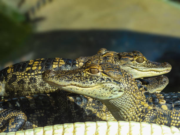 Free Stock Photo of Two Alligators Resting by Water | Download Free ...