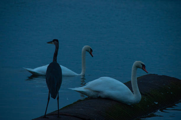 Free picture: Three swan birds on lake in dusk