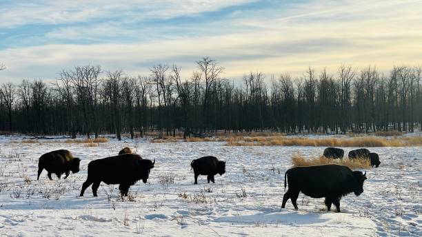 Free Stock Photo of Bison Herd Standing Together | Download Free Images ...