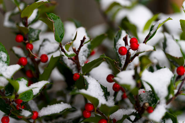 Winter Berries Pictures | Download Free Images on Unsplash