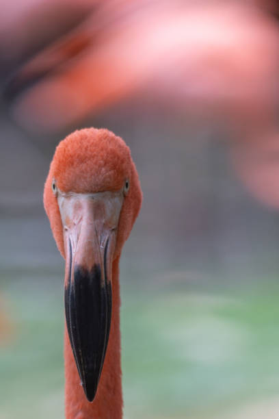 Free Stock Photo of Flamingo Head Shot | Download Free Images and Free ...