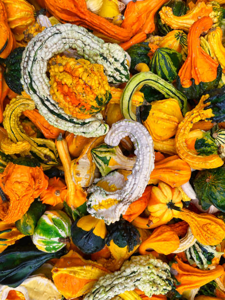 500+ Gourd Pictures [HD] | Download Free Images on Unsplash