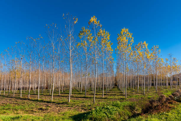 Free picture: poplar, trees, yellowish brown, park, tree, nature, leaf ...