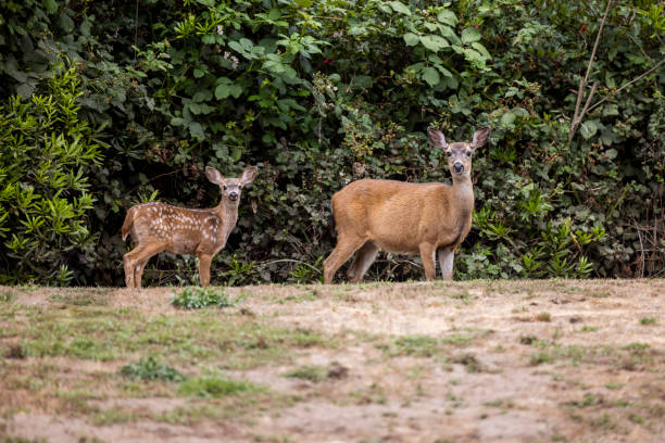 Dotted Deer Pictures | Download Free Images on Unsplash