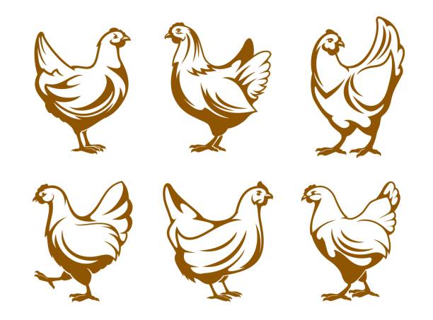 Free Hen Vector Art - Download 149+ Hen Icons & Graphics - Pixabay