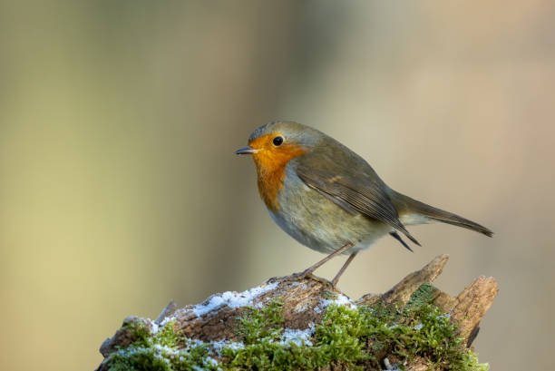 500+ Robin Pictures [HD] | Download Free Images on Unsplash