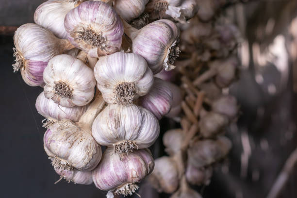 Free picture: root, garlic, organic, hanging, spice, vegetable, fresh ...