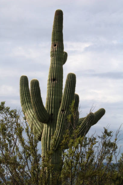 Free Stock Photo of Large Saguaro cactus in the foreground | Download ...