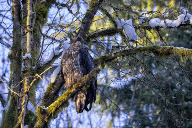 Swift Bird Pictures | Download Free Images on Unsplash