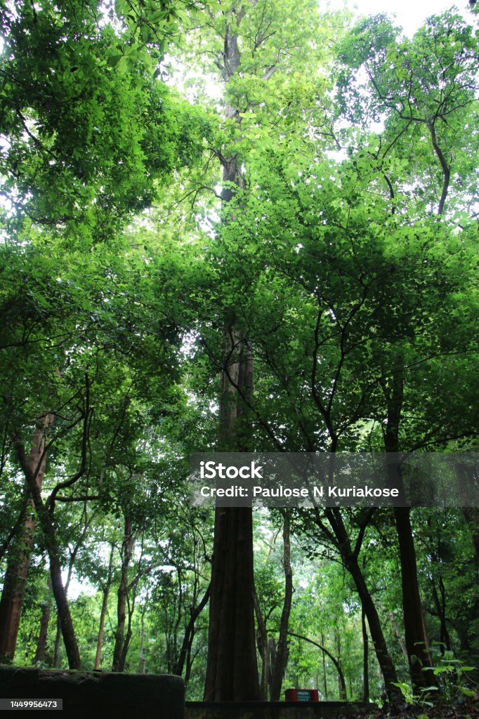 Teak Trees Stock Photo - Download Image Now - Back Lit, Backgrounds ... Teak Trees Stock Photo - Download Image Now - Back Lit, Backgrounds ...