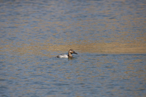 Free picture: canvasback, hen, duck