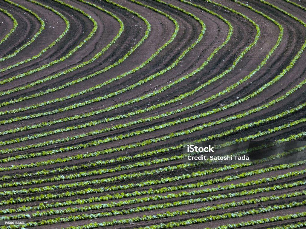 A Spring Field With Ridges That Draw Arcs Stock Photo - Download Image ... A Spring Field With Ridges That Draw Arcs Stock Photo - Download Image ...