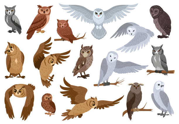 Owl Clipart Vector