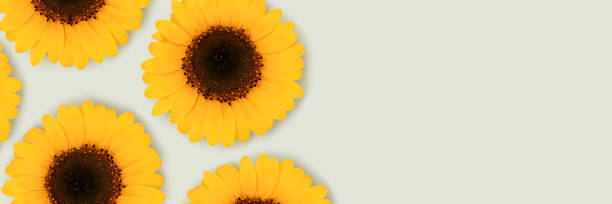 Sunflowers Twitter Headers Tumblr