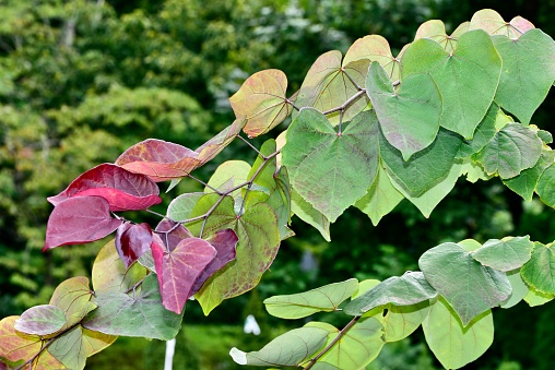 Closeup Shot Of Cercis Flamethrower Plant With Green Leaves Against ... Closeup Shot Of Cercis Flamethrower Plant With Green Leaves Against ...