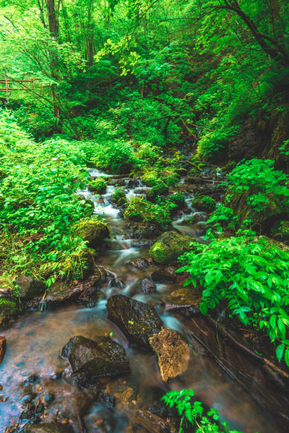 River Tree Pictures | Download Free Images on Unsplash