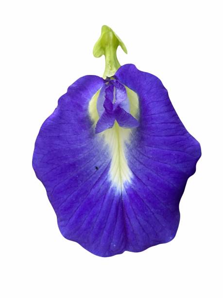 Free Stock Photo of Butterfly Pea Flower | Download Free Images and ...