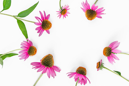 Tata Letak Bunga Echinacea Merah Muda Cerah Dengan Ruang Fotokopi Di Tengahnya Kosong Untuk